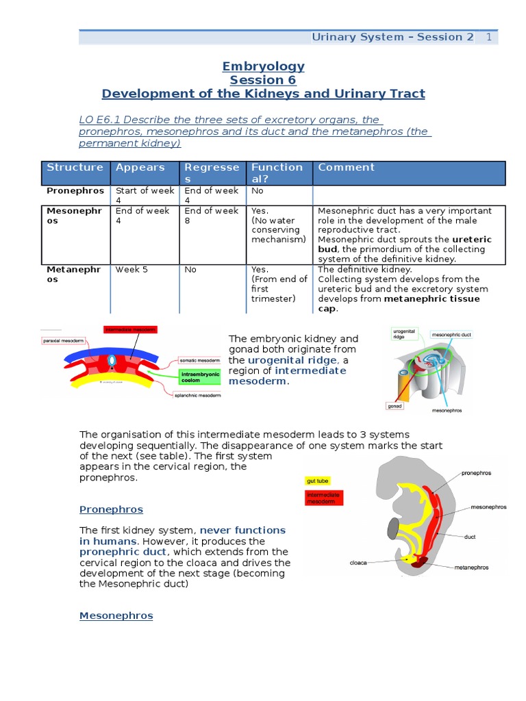 Embryology Session 6 Development of The Kidneys and Urinary Tract | PDF ...