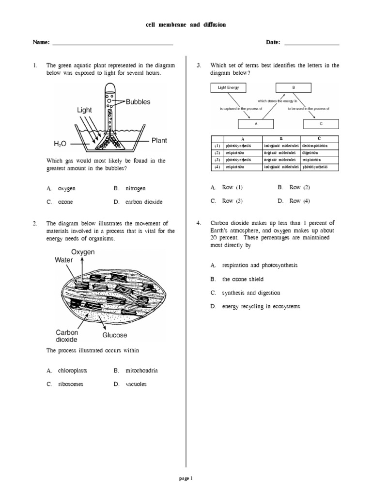 Regents Cell Membrane and Diffusion | PDF | Photosynthesis | Cellular ...