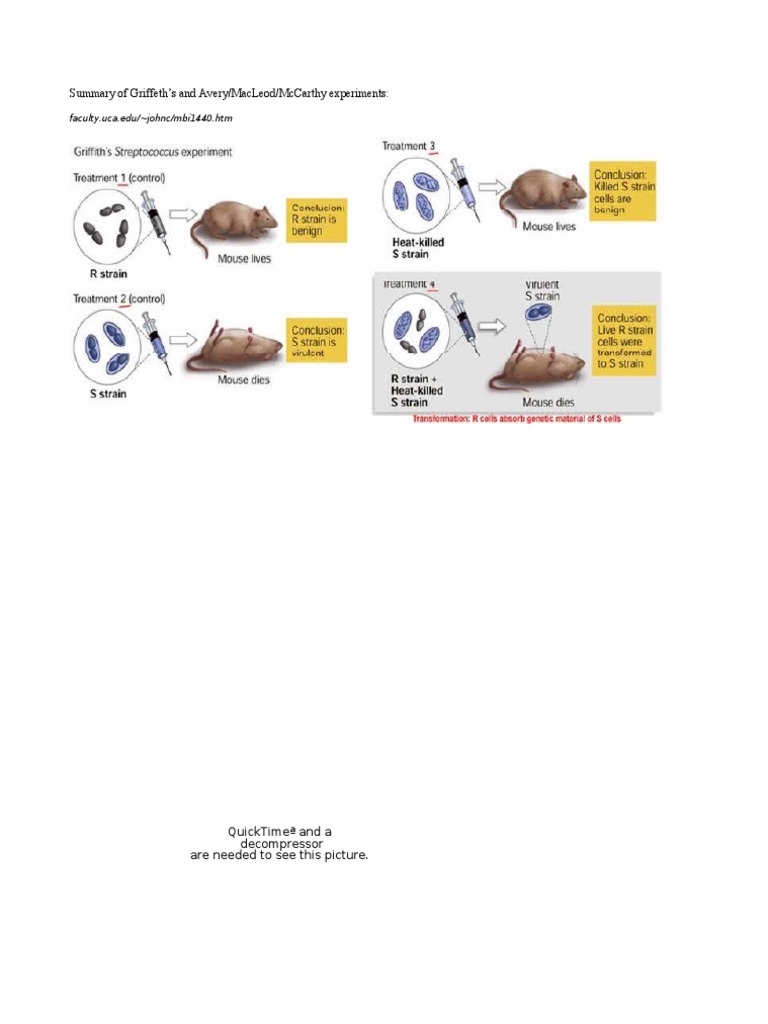 Illustrations and Self Quizzes For DNA, Mitosis, Etc | PDF | Organisms ...