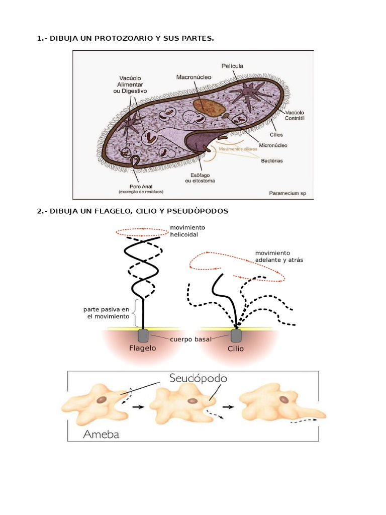Diagrama De Celulas Protozoarias Reino Protista, Protozoario,