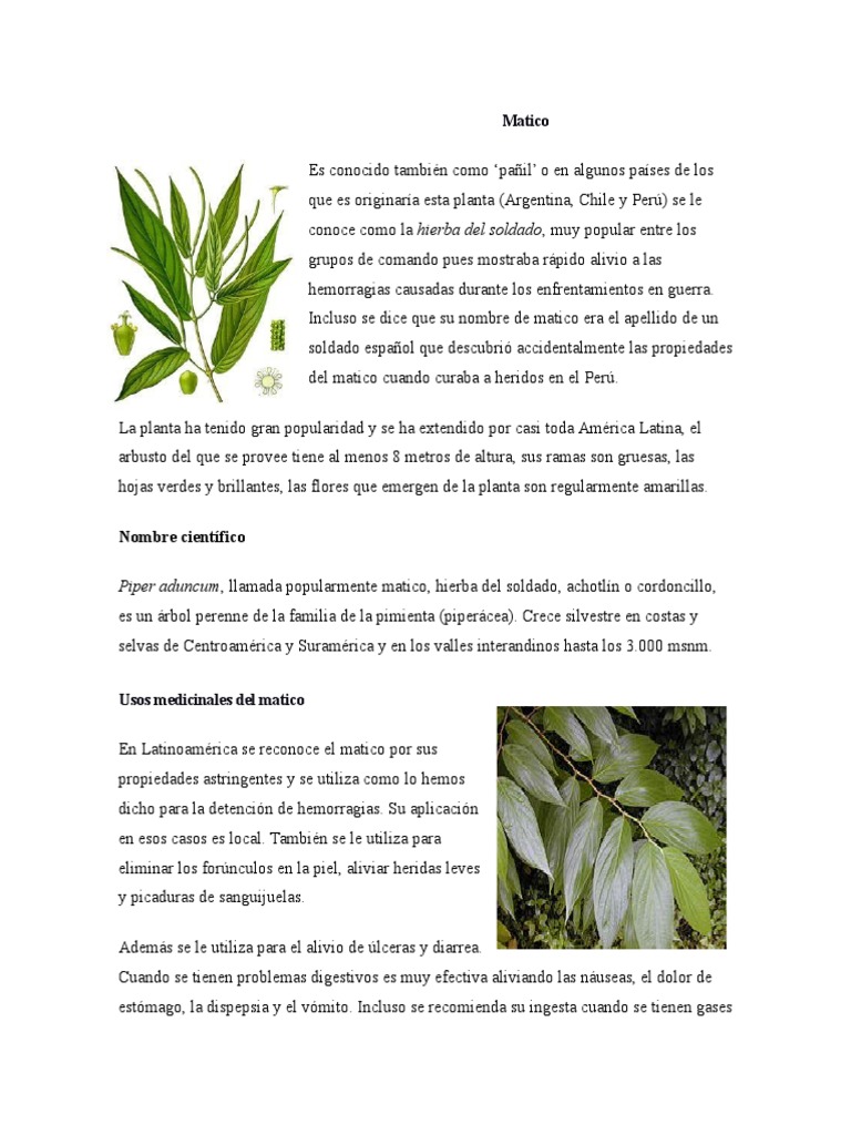 Beneficios y usos del matico | PDF