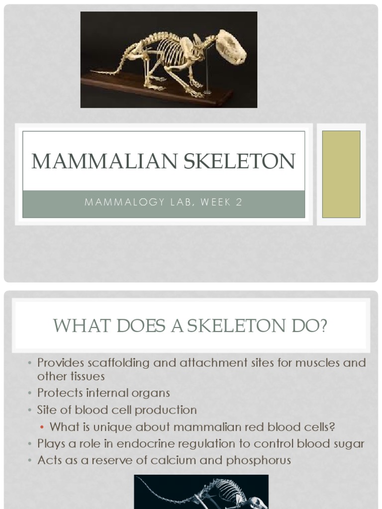 Mammalian Skeleton Practical | PDF | Vertebral Column | Vertebra
