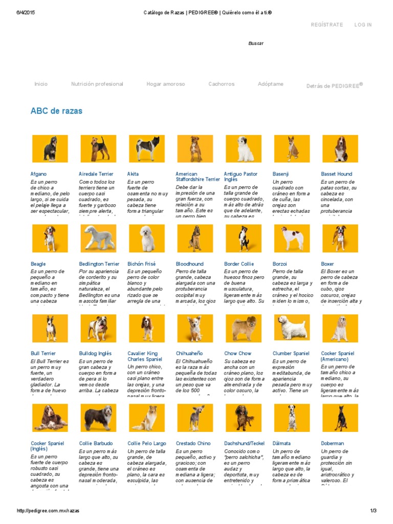 Catálogo de Razas de Perro | PDF | Perro tejonero | Caniche