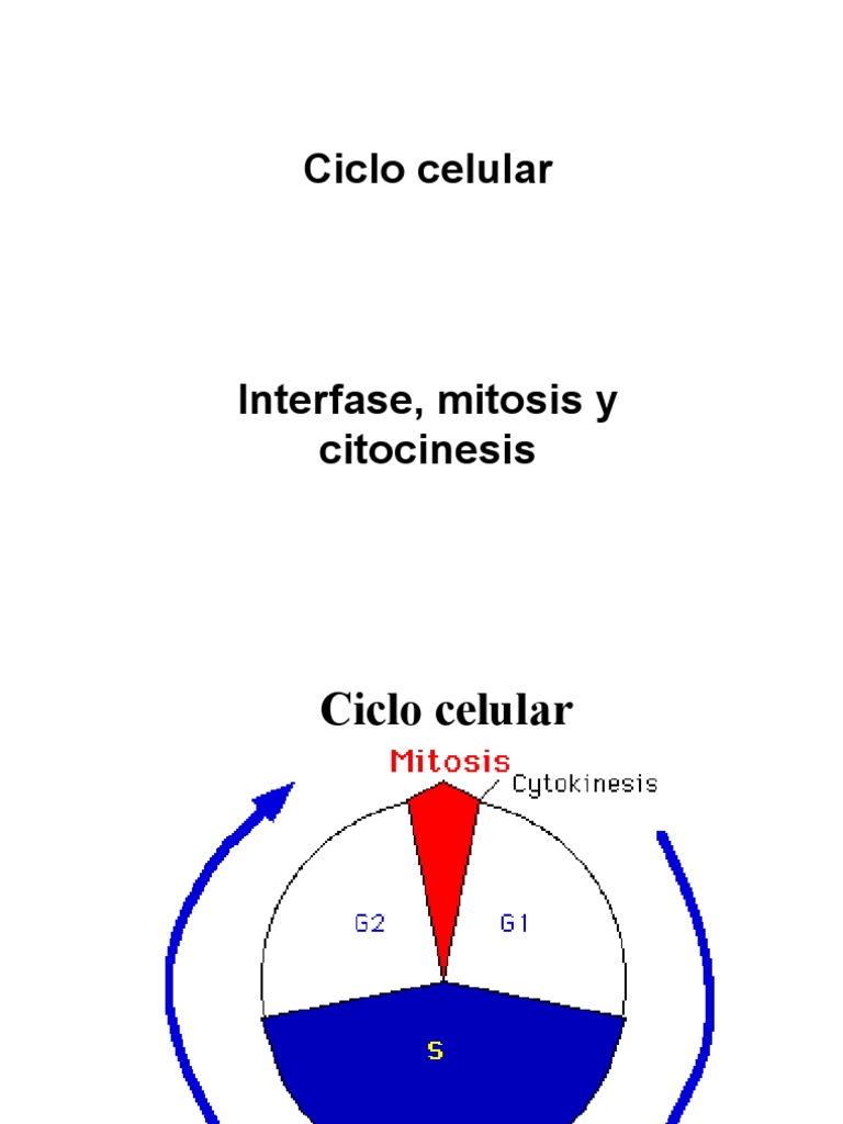 Ciclo Celular (Interfase y Mitosis) | Mitosis | Ciclo celular