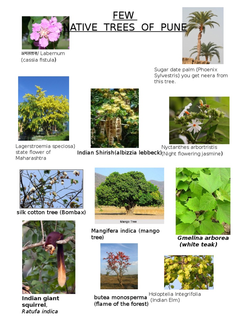 Native Trees of Pune | PDF | Botany | Organisms