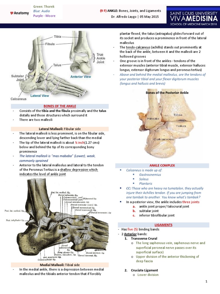 (9F) Ankle - Bones, Joints, Tendons and Ligaments | PDF | Ankle | Foot