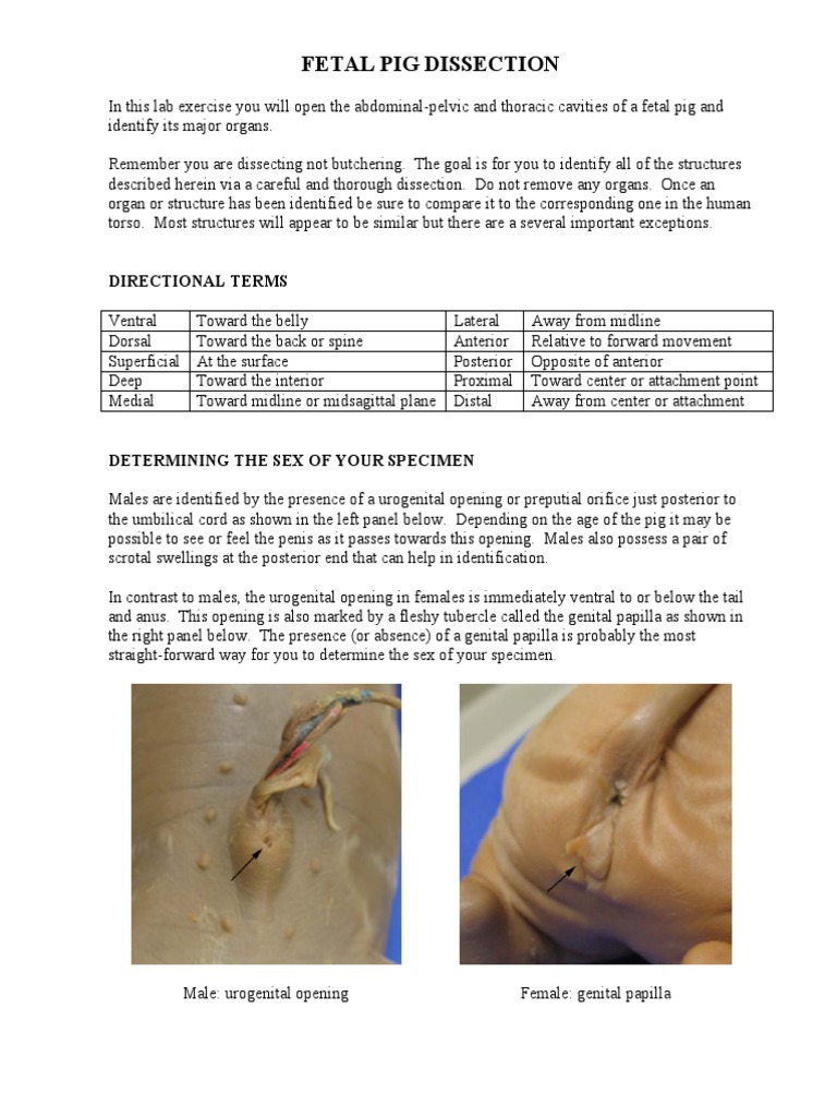 Fetal Pig Dissection Worksheet | PDF | Uterus | Pancreas
