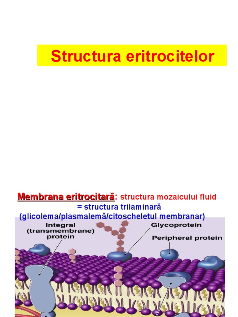 C 3structura Eritrocit HB Degr Metab | PDF