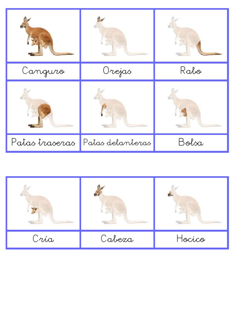 Anatomía Del Canguro | PDF
