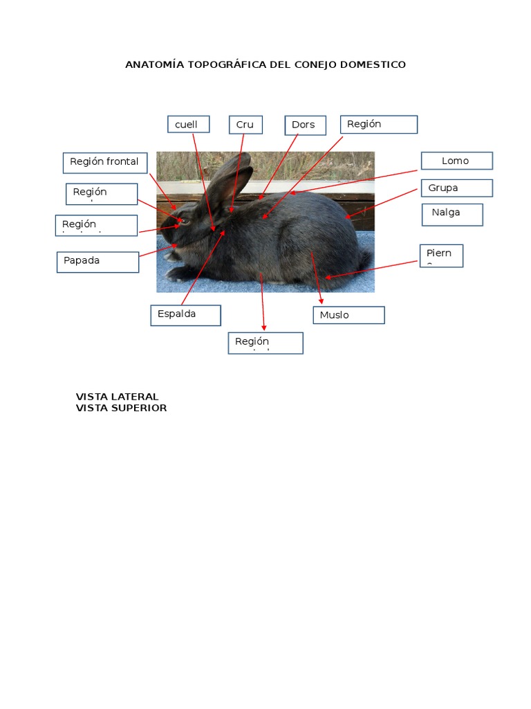 Anatomía Topográfica Del Conejo Domestico | PDF | Salud y bienestar