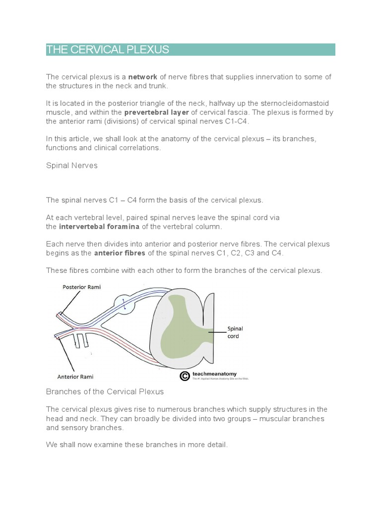 The Cervical Plexus: Spinal Nerves | PDF | Neck | Vertebral Column