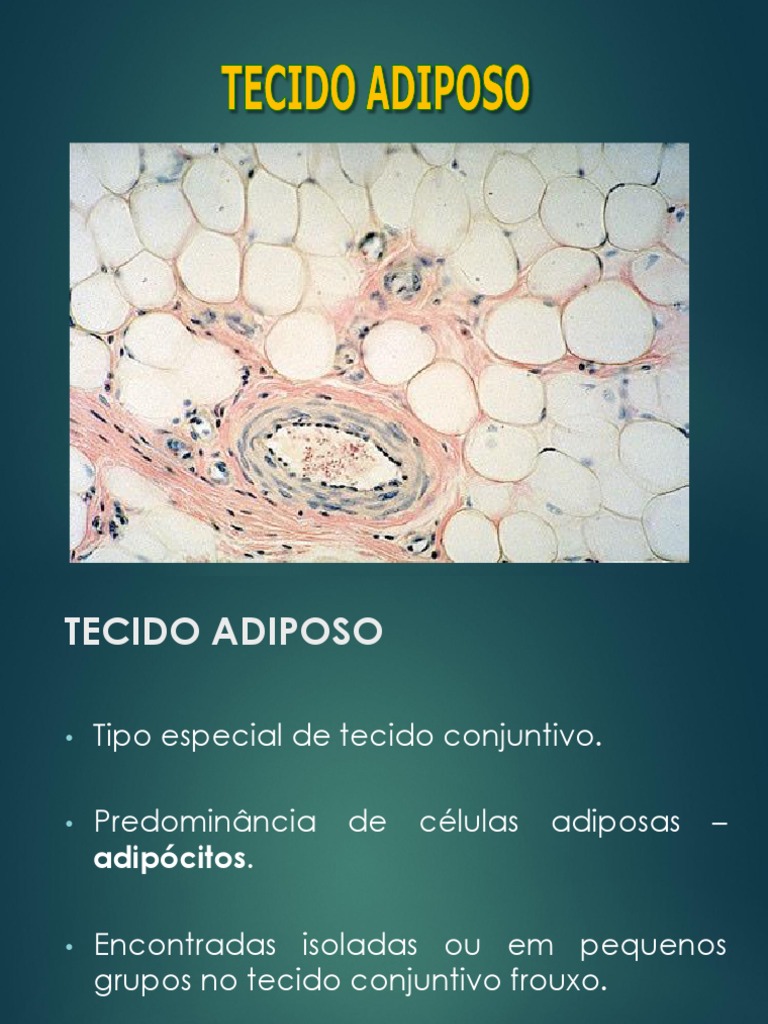 Histologia 2 Ósseo Cartilaginoso e Adiposo | Cartilagem | Osso