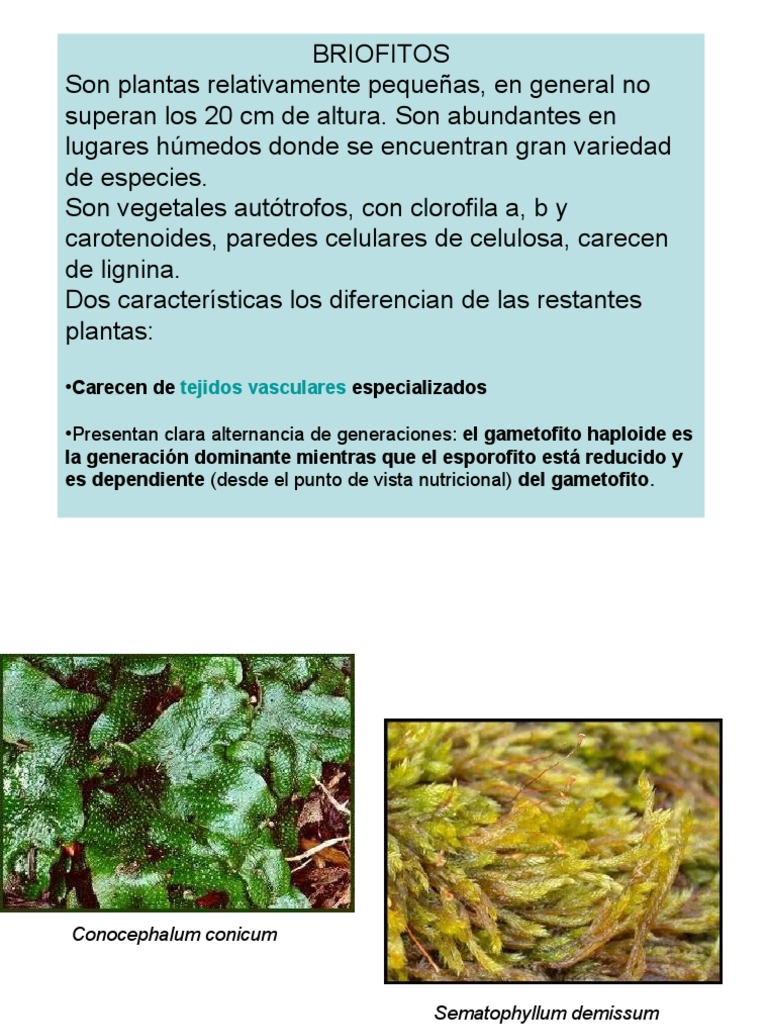 BRIOFITOS.ppt | Plantas | Botánica