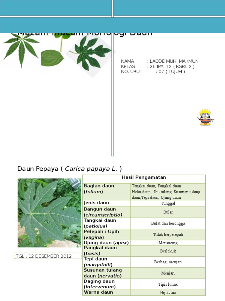 Morfologi Daun | PDF