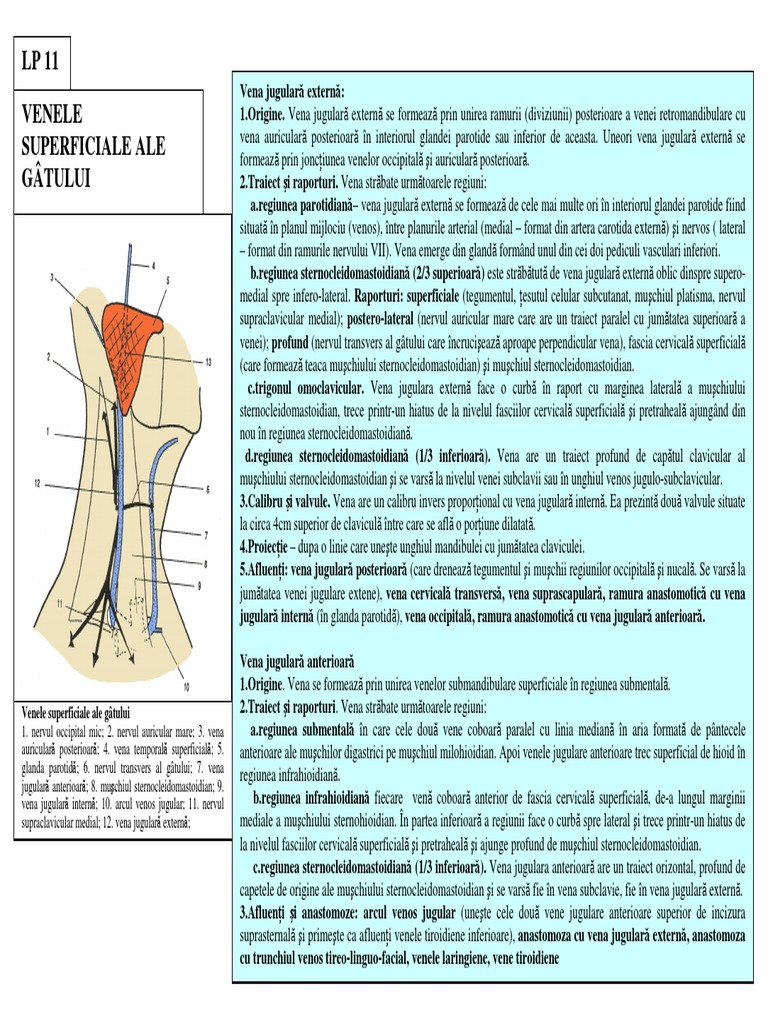 Plexul Cervical PDF | PDF