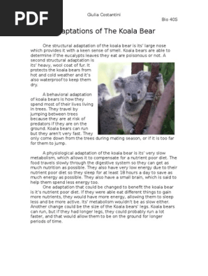 Koalas Adaptations Friday Essay: The Koala – When It's Smart To Be