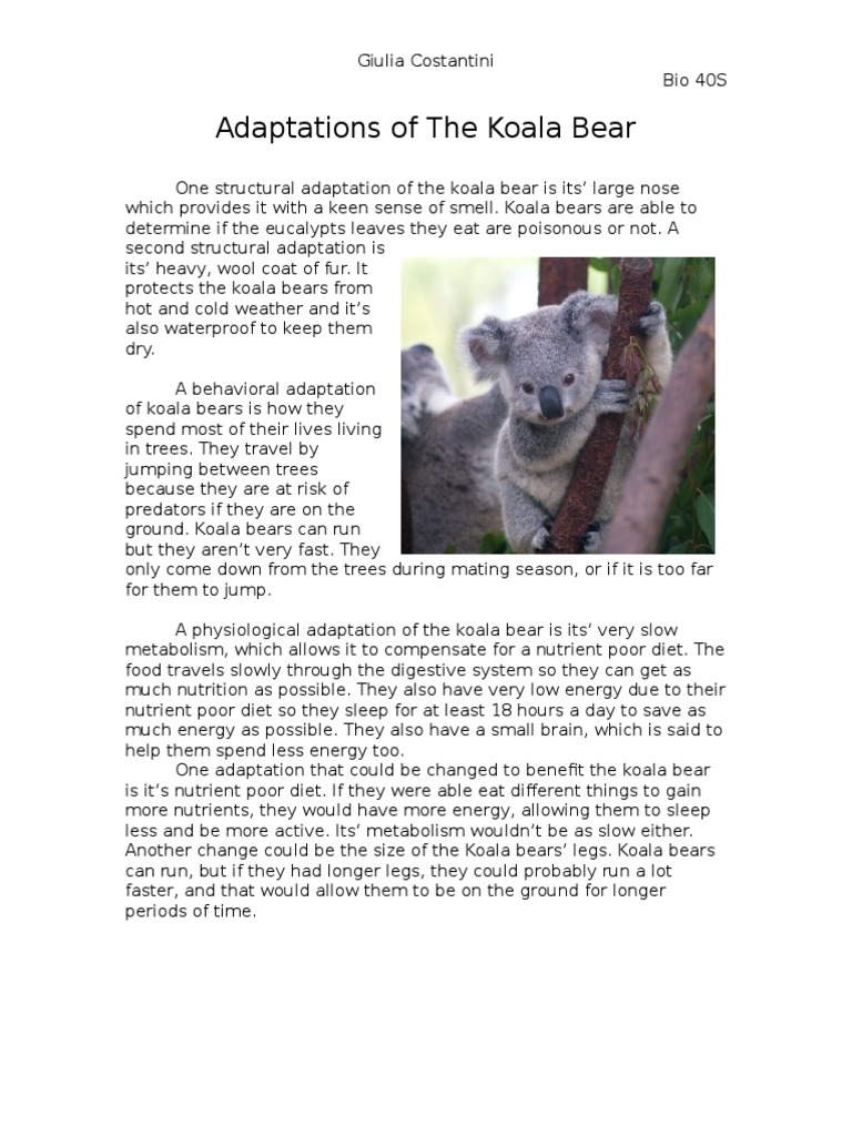 Adaptations of The Koala Bear | PDF | Home & Garden