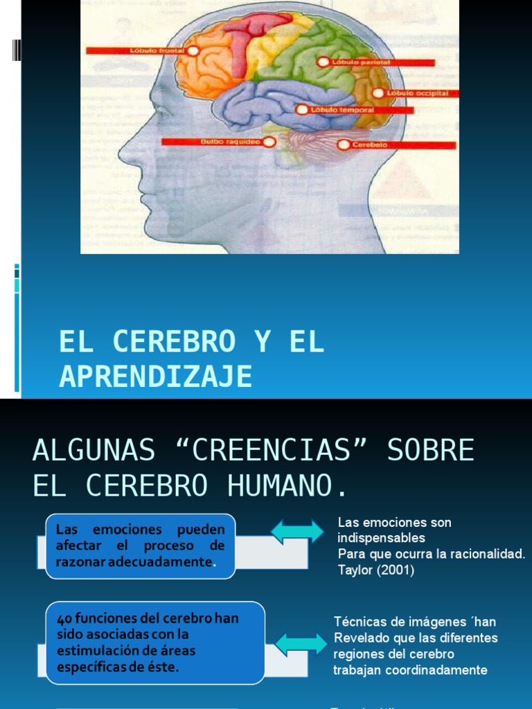 El Cerebro Y El Aprendizaje Pdf Neurona Sinapsis