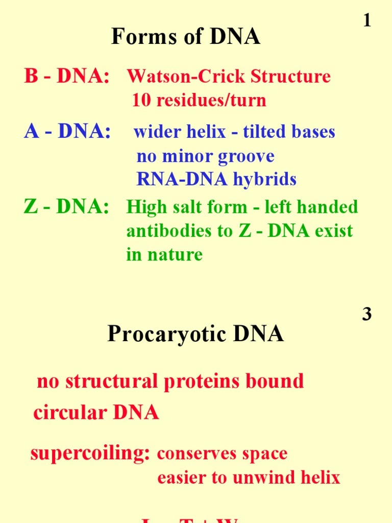 Structure Dna Lecture | PDF | Dna | Primer (Molecular Biology)