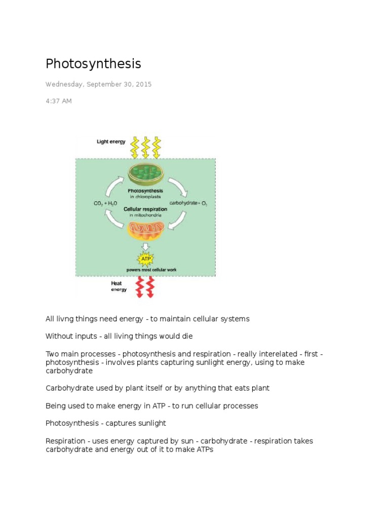 Photosynthesis Notes | PDF | Cellular Respiration | Fermentation