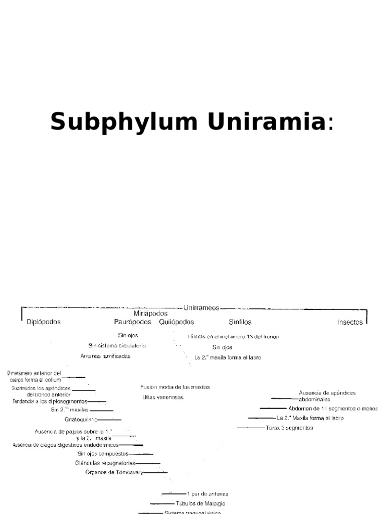 Subphylum Uniramia | Descargar gratis PDF | Protostomas | Artrópodos