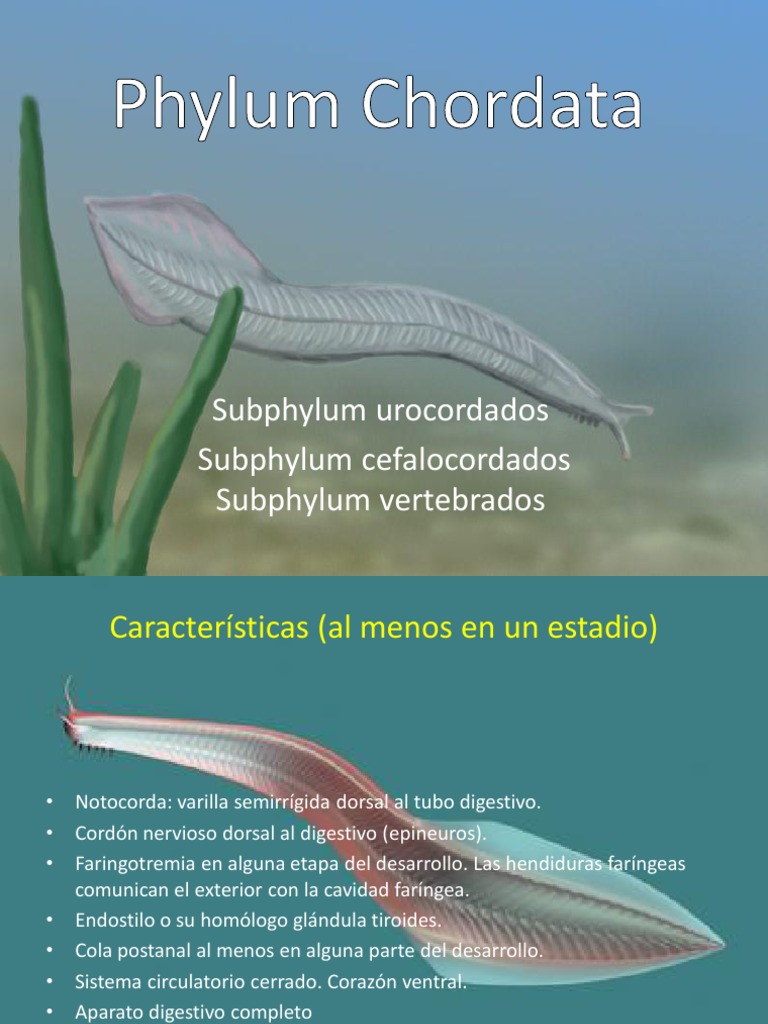 Características del Filo Chordata | PDF | Órgano (anatomía) | Zoología