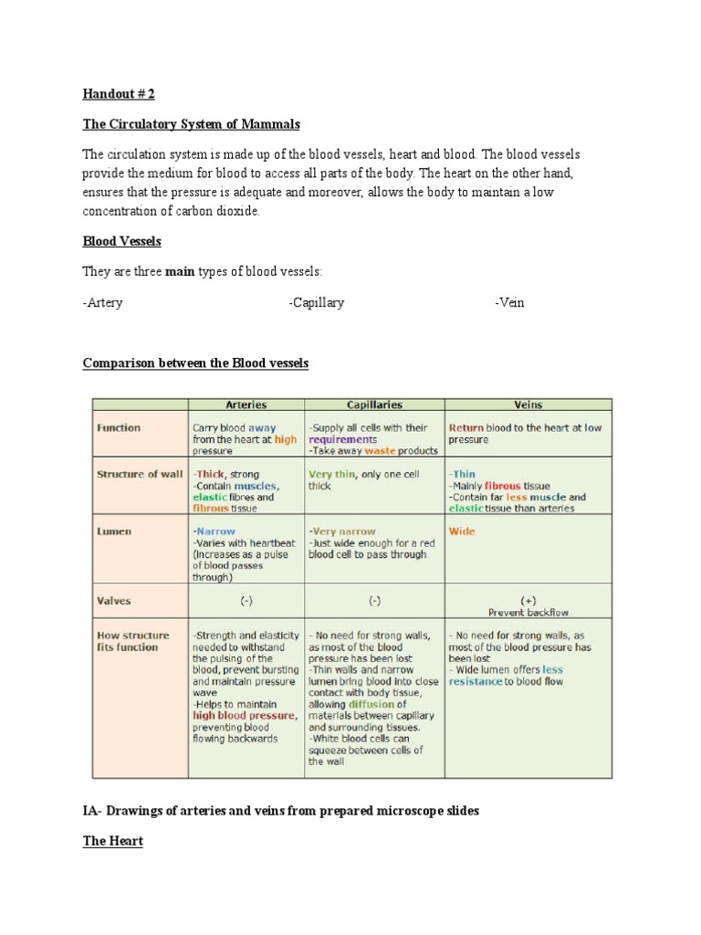 Mammalian Circulatory System Guide | PDF