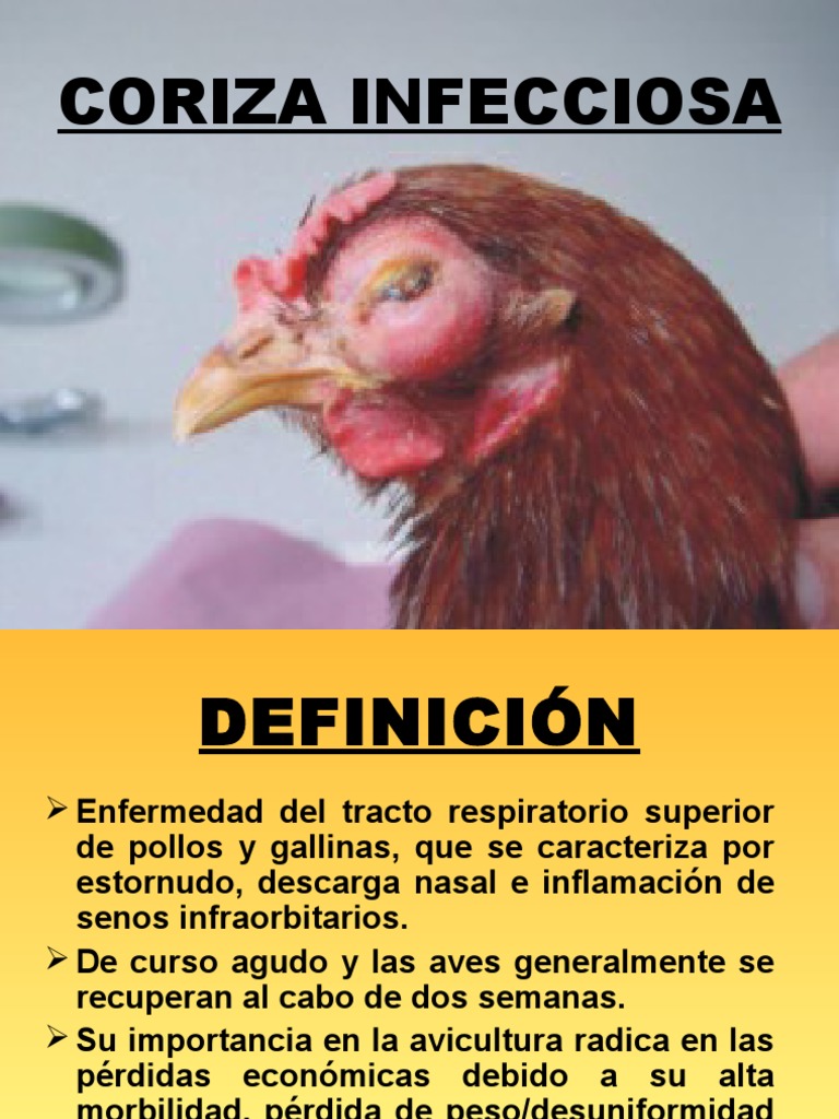 La Coriza Infecciosa: Una Enfermedad Respiratoria Alta de las Aves de ...