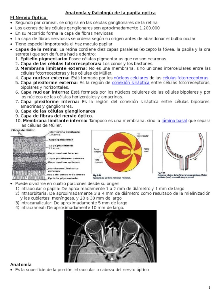 Anatomía y Patología de La Papila Óptica | PDF | Retina | Ojo humano