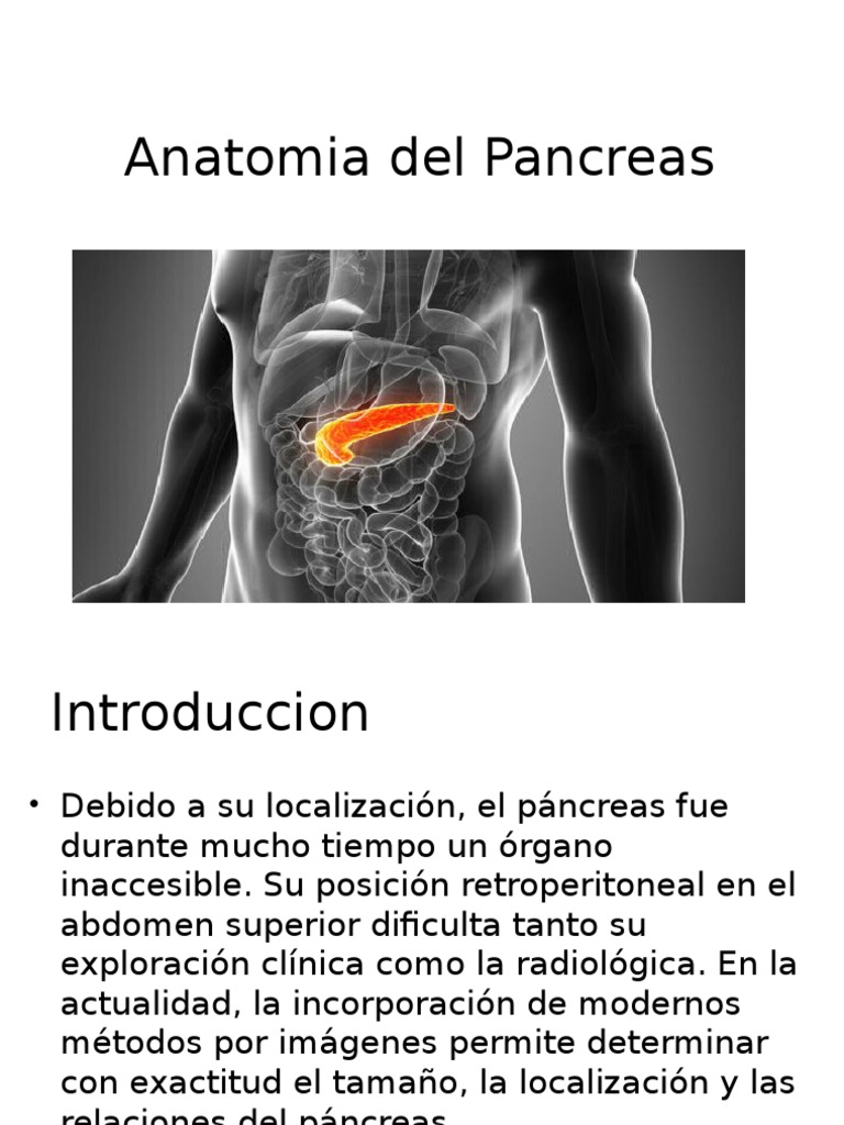 Anatomia Del Pancreas | Páncreas | Abdomen