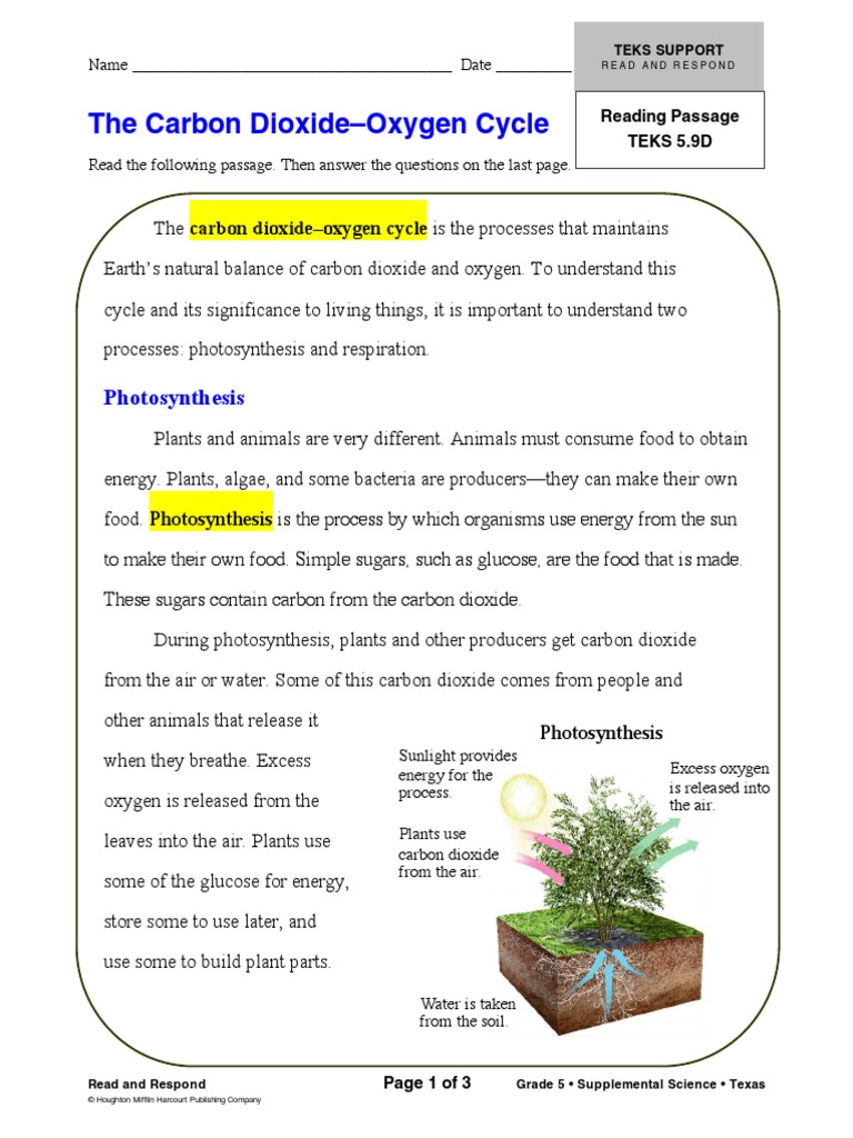 Carbon Dioxide Cycle Worksheet