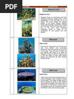 Coral Identification Guide for Divers | PDF | Coral | Coral Reef