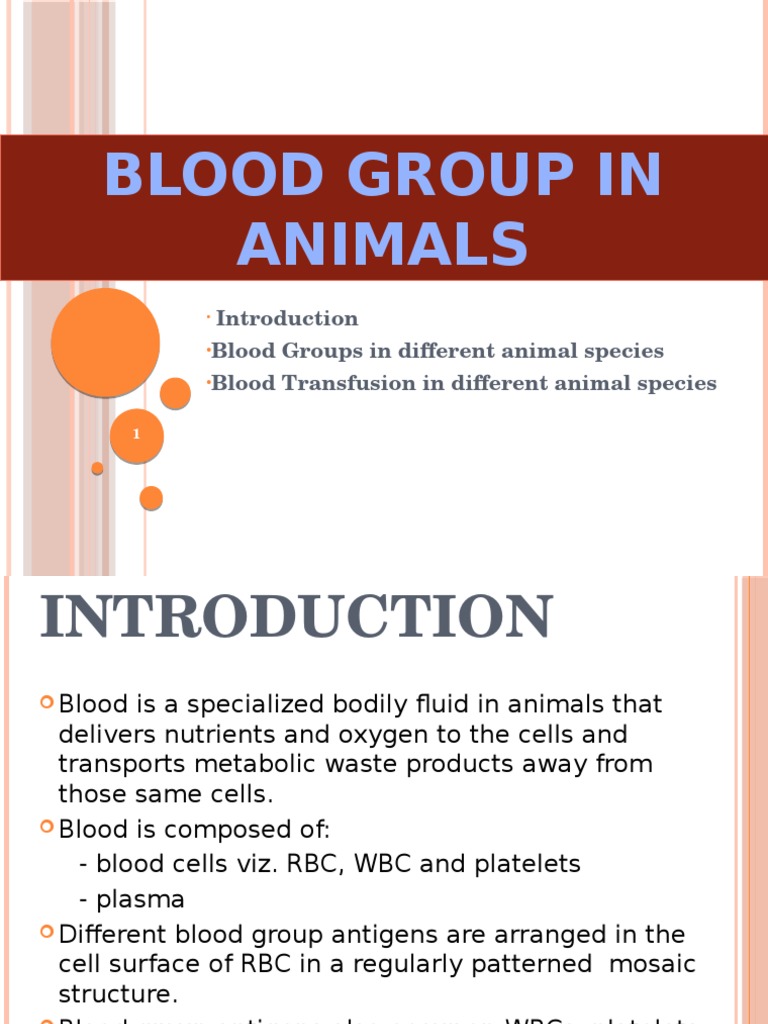 Blood Group in Animal | PDF | Blood Type | Blood Transfusion