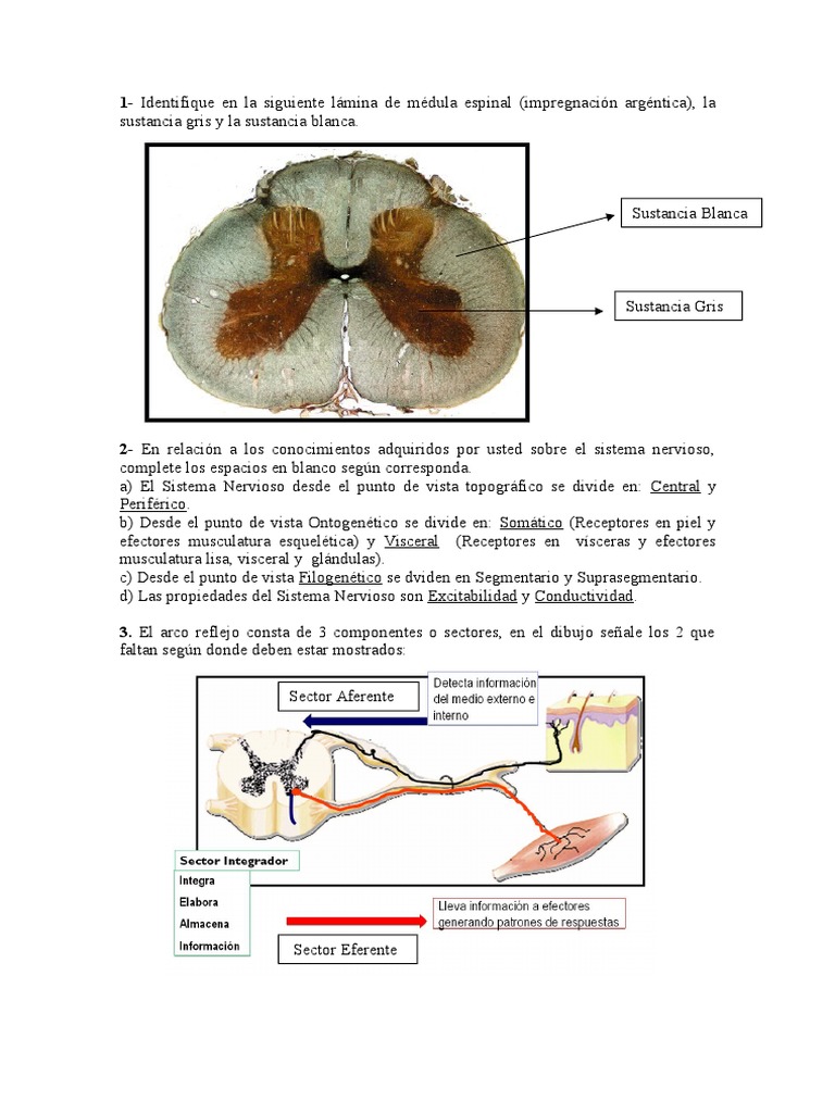 Prueba de Neuroanatomía Ya Respondida Segundo Semestre | PDF | Médula ...