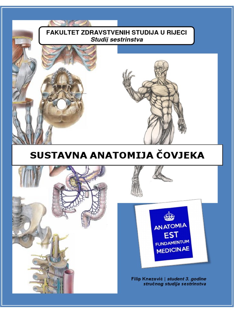 Sustavna Anatomija Covjeka - Skripta Za | PDF