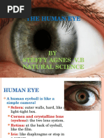 Grade 12 Life Science The Eye | PDF | Eye | Myopia