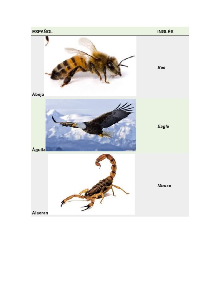 Lista de 150 animales en inglés y español | PDF | Naturaleza