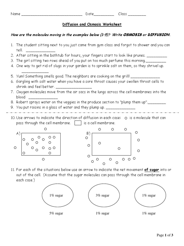02 - Diffusion and Osmosis - Worksheet | PDF | Osmosis | Cell Biology