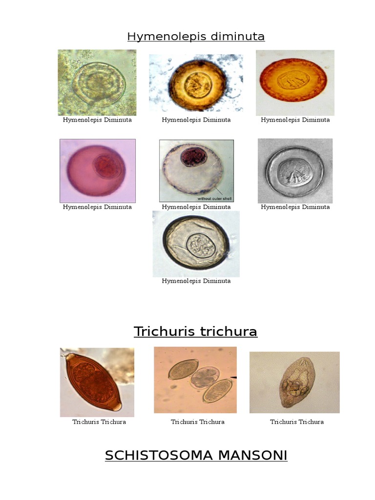 10 Macam Telur Cacing | PDF