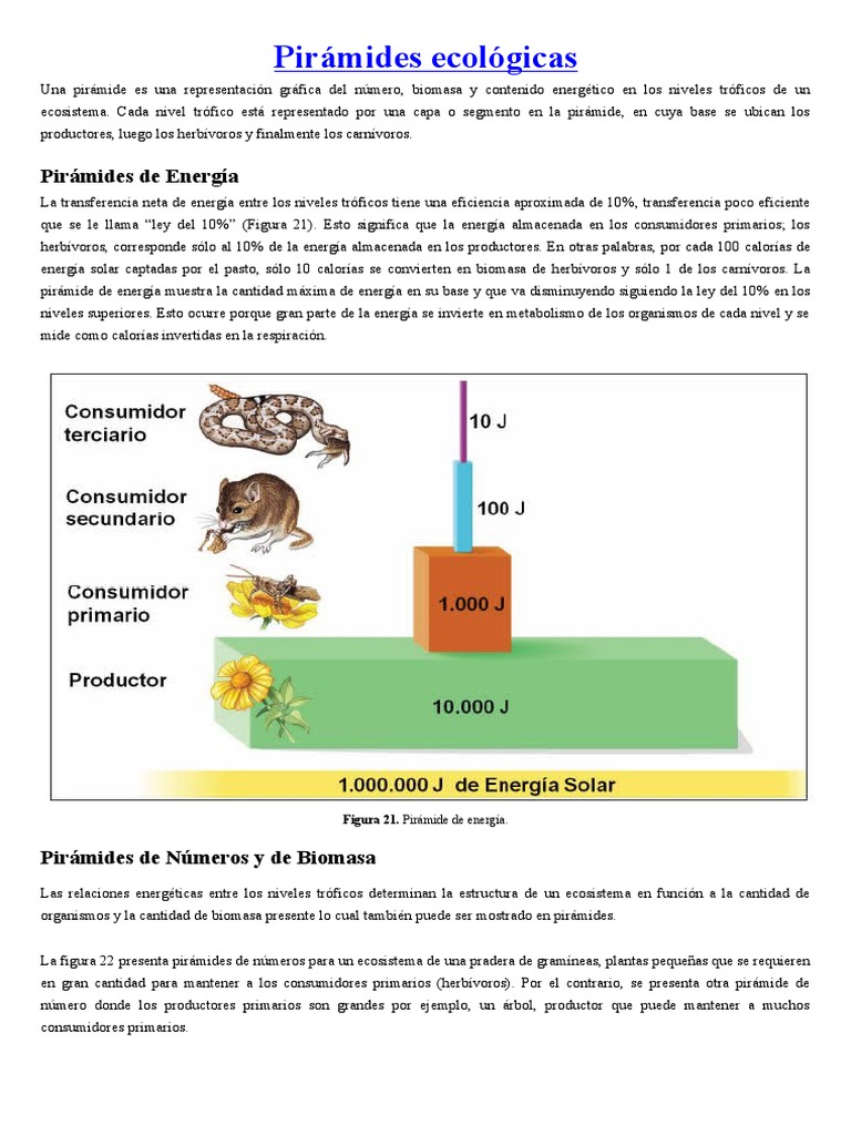 Explicación detallada de las pirámides ecológicas, incluyendo pirámides ...
