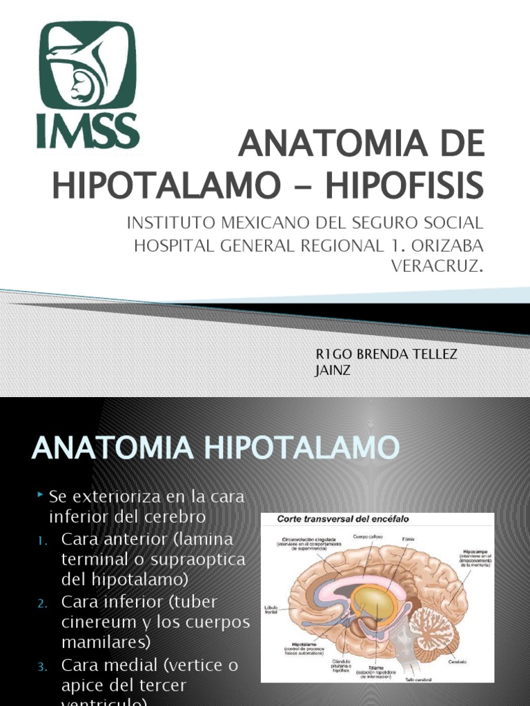 Anatomía y Función del Hipotálamo | PDF | Hormona | Hipotálamo