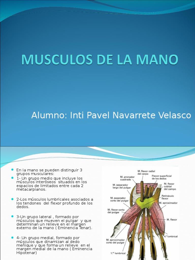 Musculos de La Mano | PDF | Mano | Brazo