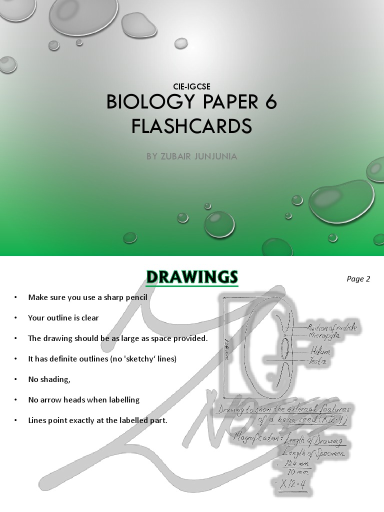 IGCSE Biology Paper 6 Cards | PDF | Photosynthesis | Leaf