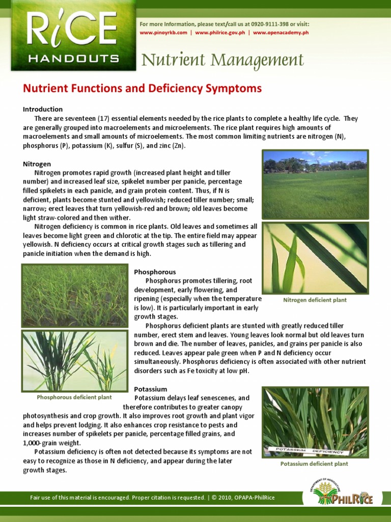 Nitrogen Deficiency In Rice Plants