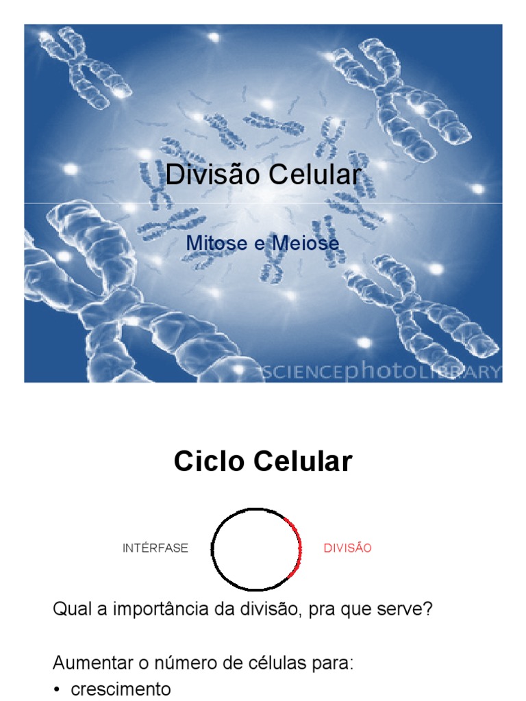Divisao Celular Mitose E Meiose Pdf Pdf Meiose Mitose