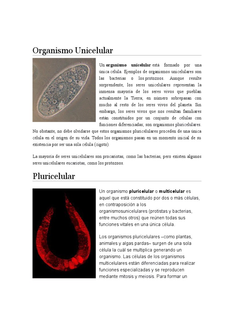 Organismos Unicelulares y Multicelulares | PDF | Biología Celular ...