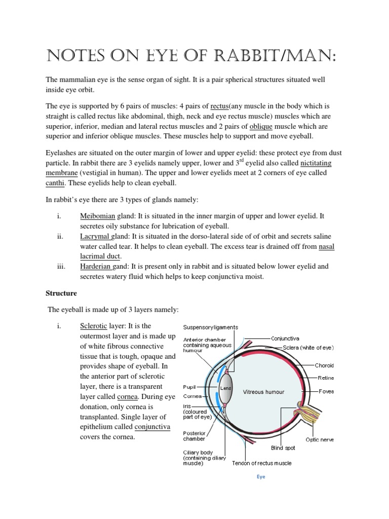 Notes On Eye of Rabbit | PDF | Human Head And Neck | Face