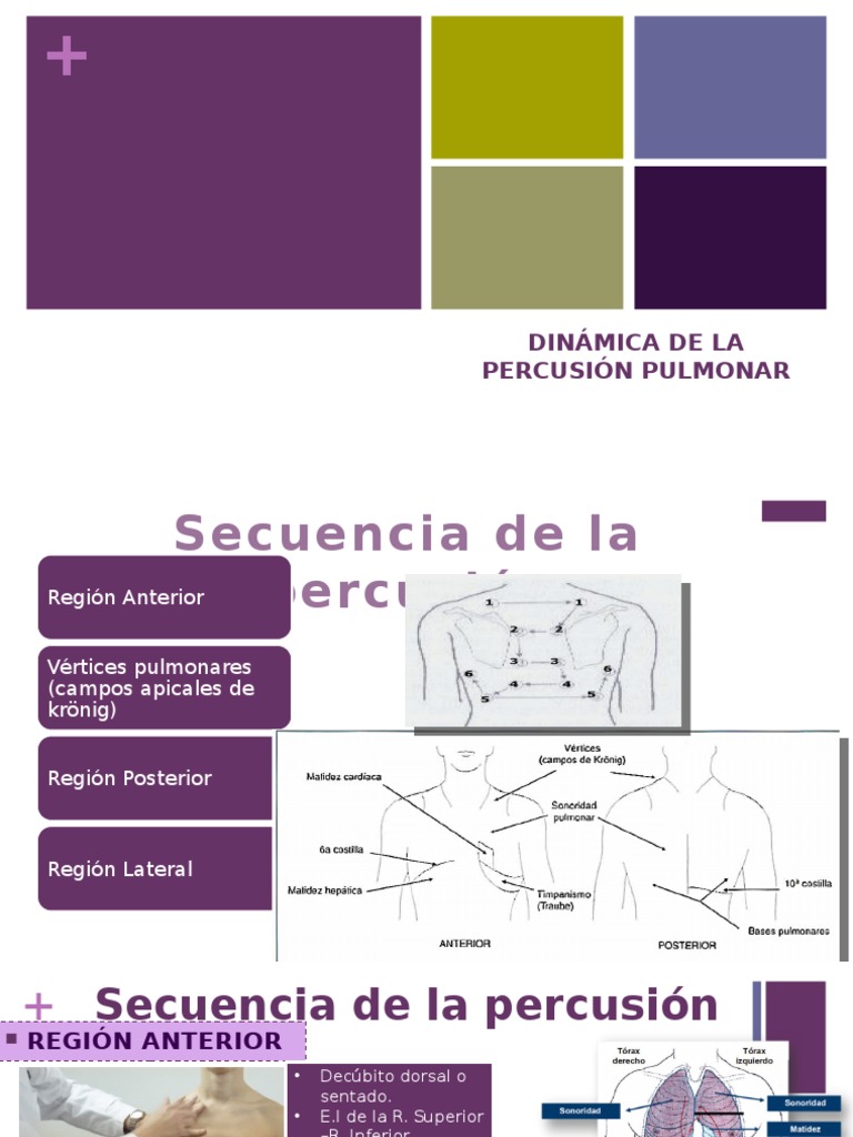 Percusión Pulmonar: Técnicas y Hallazgos | PDF | Pulmón | Tórax ...