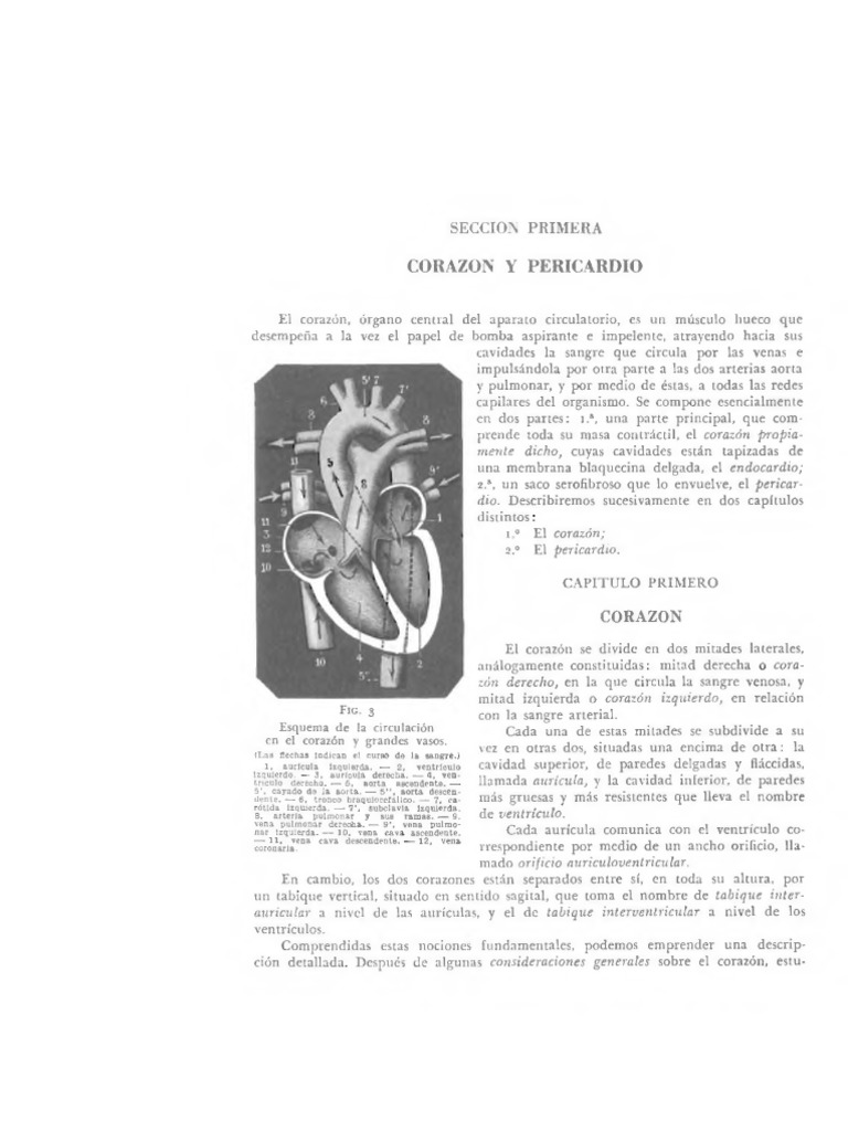 Corazón Pdf Corazón Circulación Coronaria