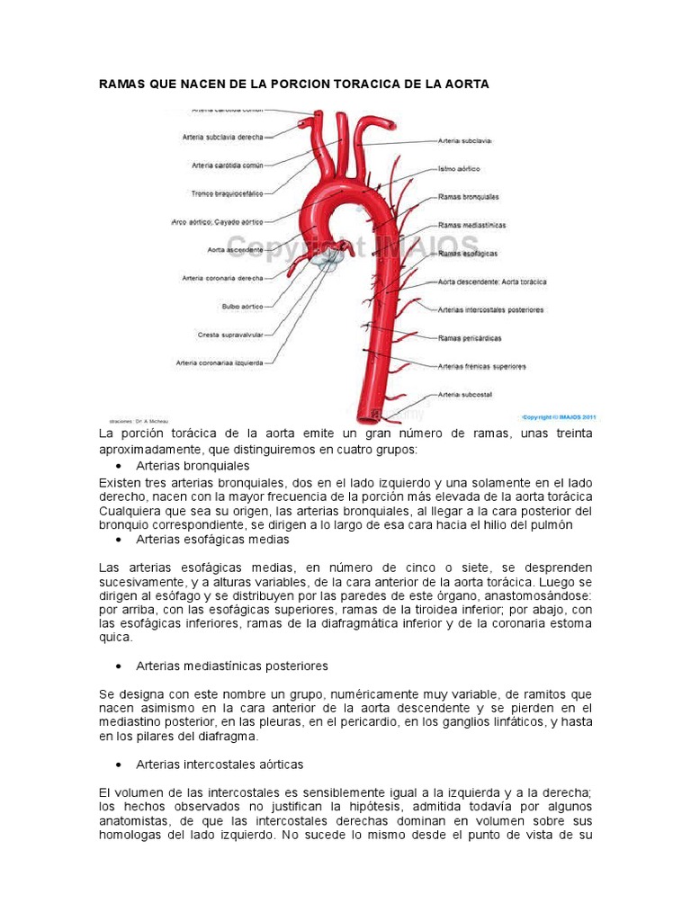 PARTE de la aorta | Aorta | Anatomía humana